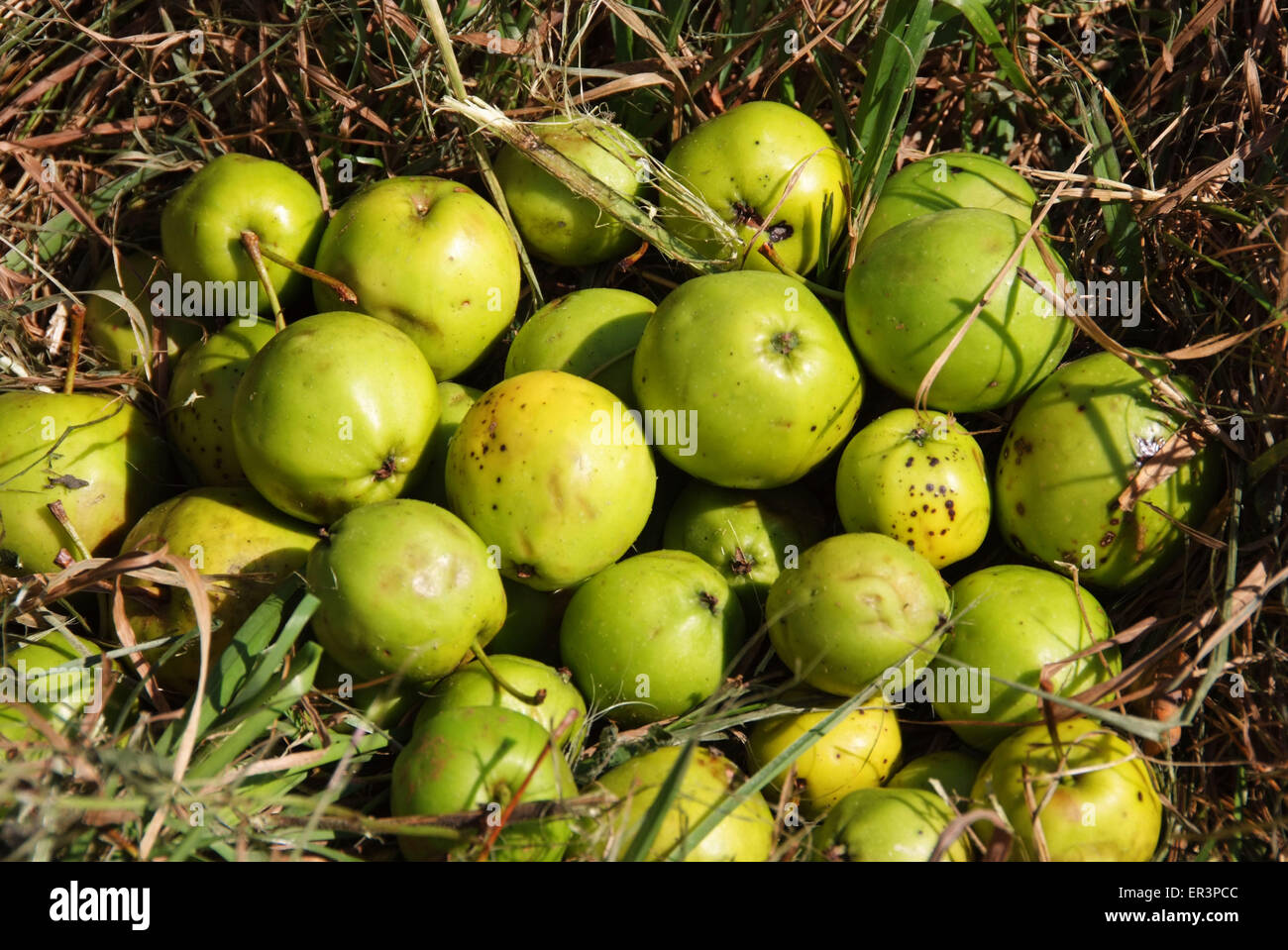 Ramasser des pommettes Banque de photographies et d’images à haute ...