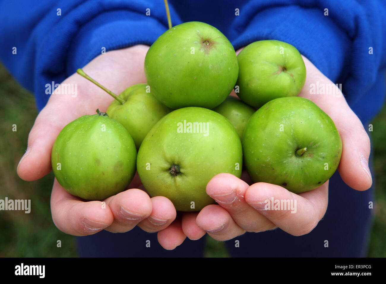 Pommettes qui sont utilisés pour faire la gelée de pommette Photo Stock ...