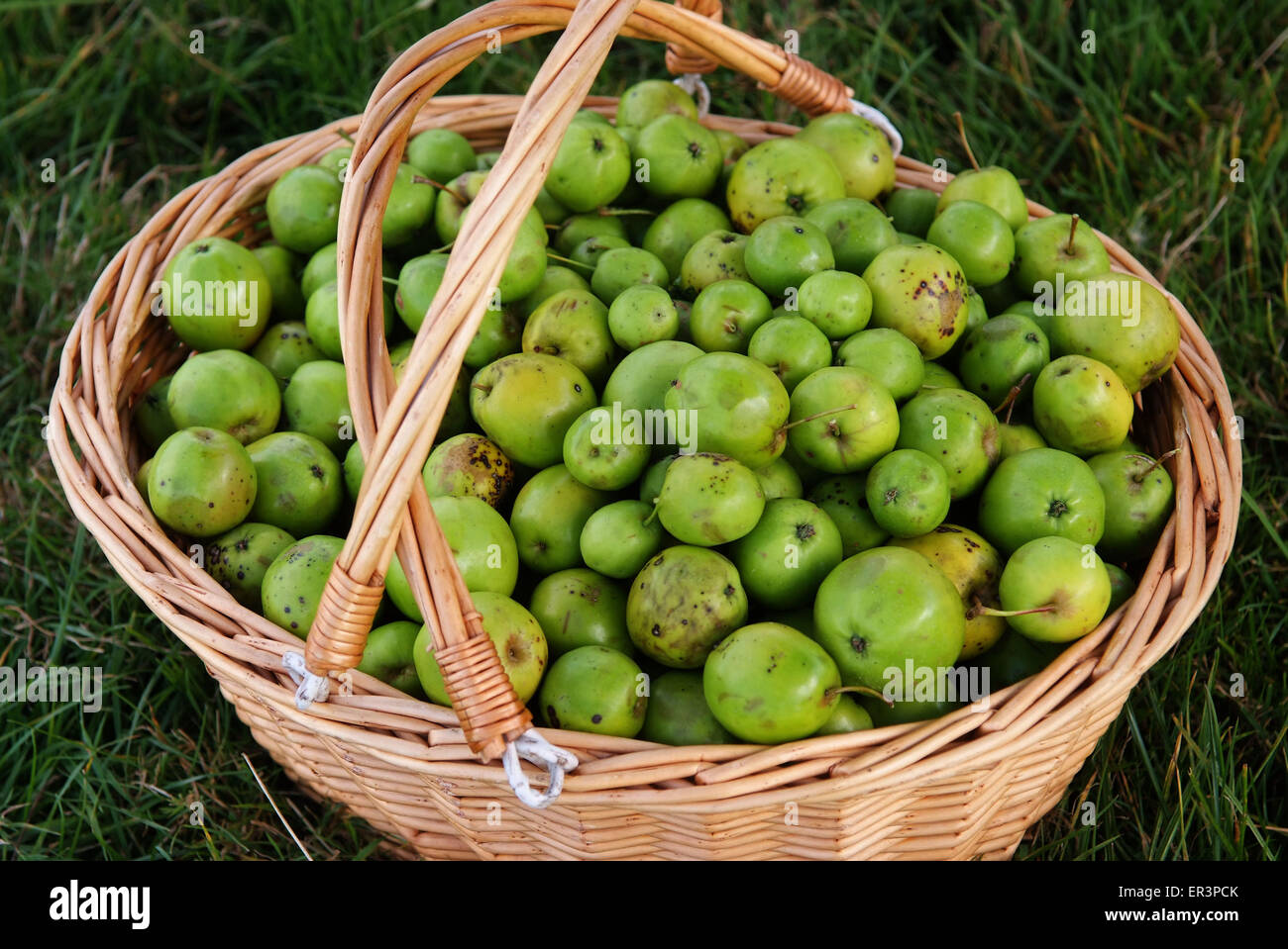 Pommettes qui sont utilisés pour faire la gelée de pommette Photo Stock ...