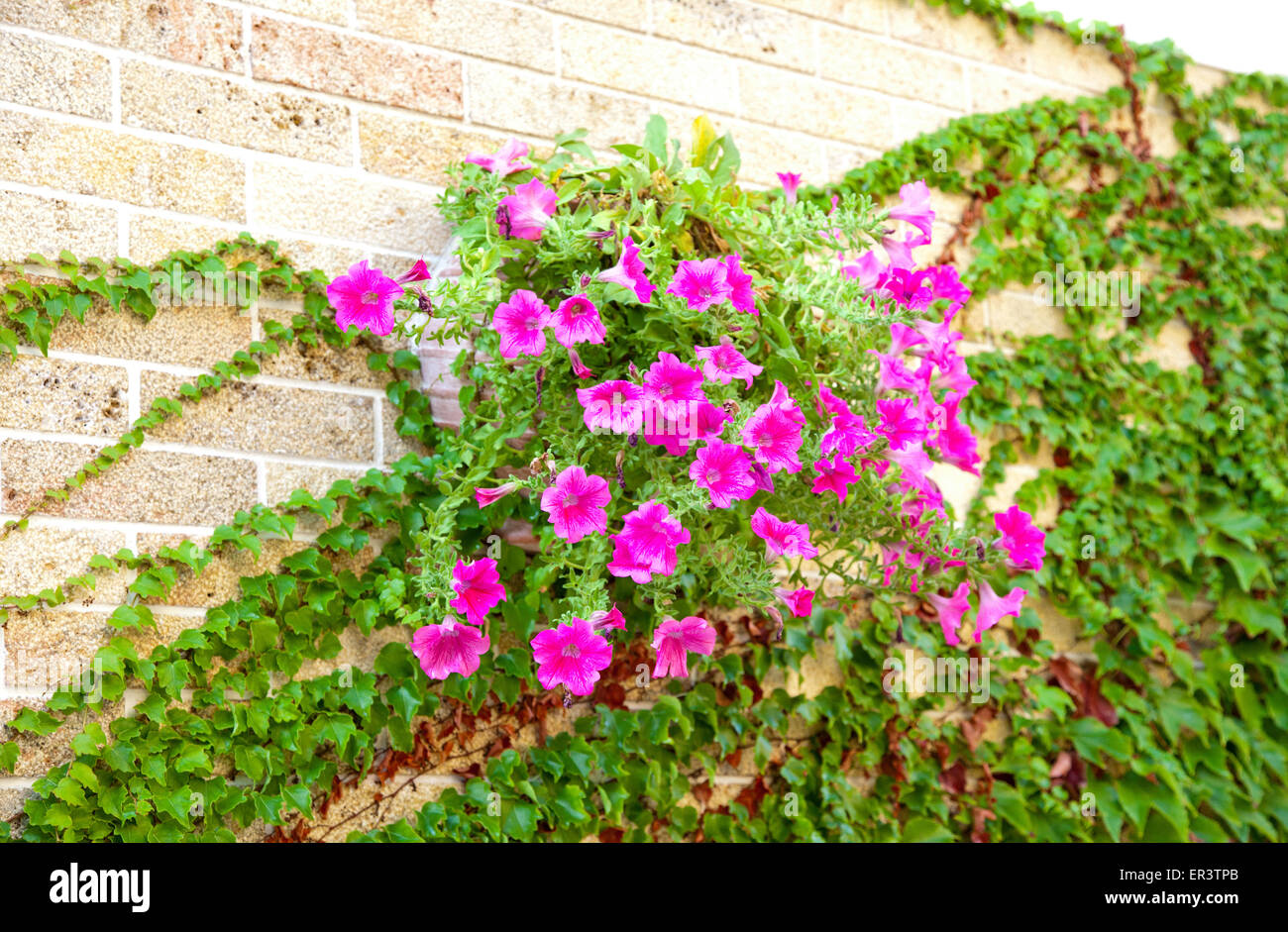 Pot de fleurs suspendus Banque de photographies et d’images à haute ...