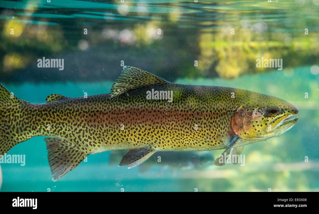 MK Faune Nature Centre, la truite piscine au sous sol de l'Aquarium d ...