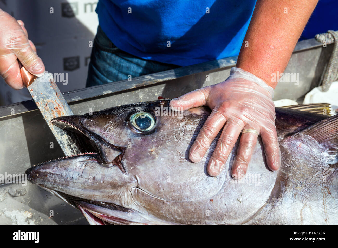 Poisson avec prague de poisson Banque de photographies et d’images à ...