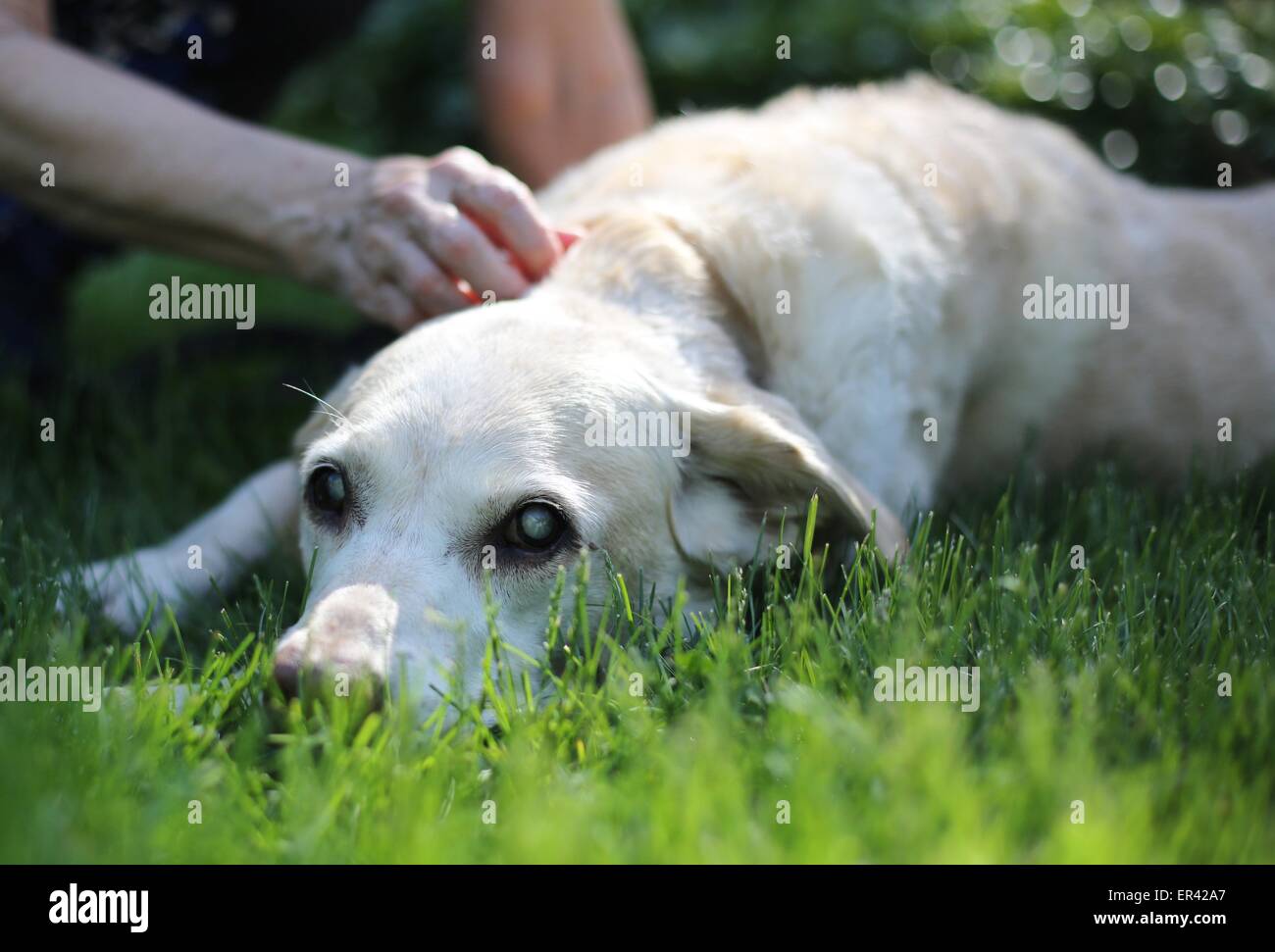 Caresses her dog Banque de photographies et d’images à haute résolution ...
