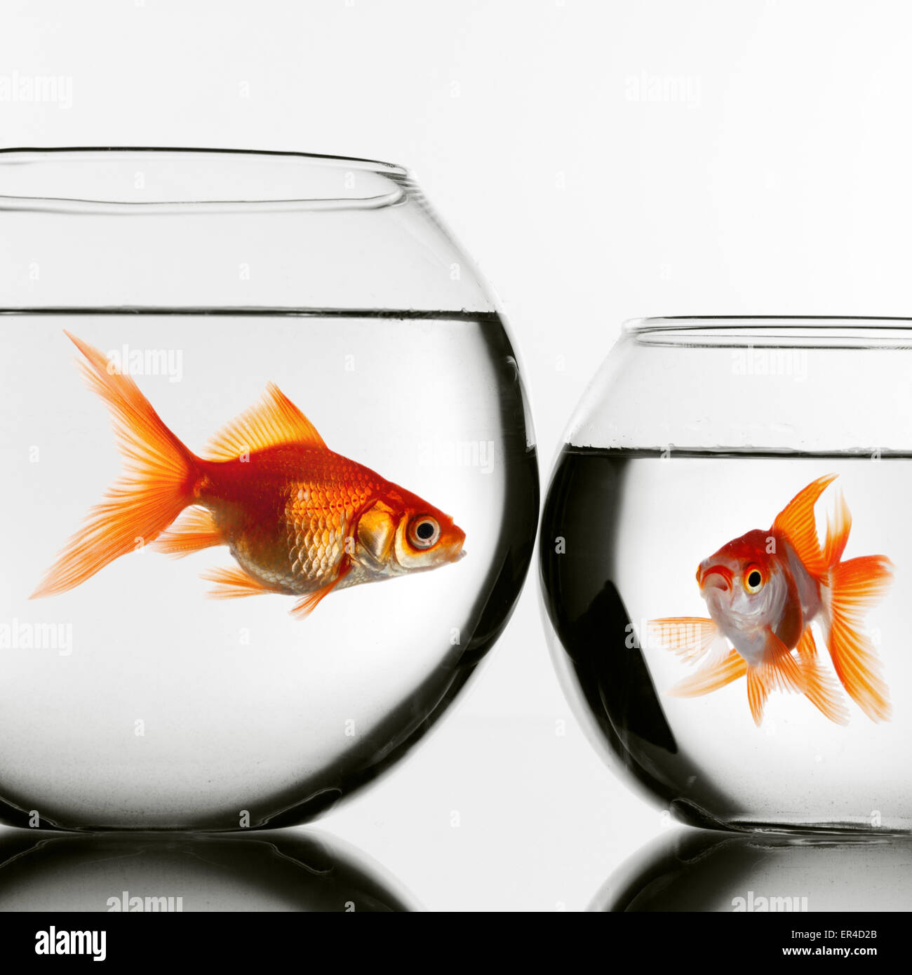Deux Poissons Rouges Dans Un Bol En Verre Banque d'image et photos - Alamy