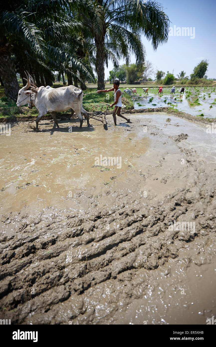 Rizière inondé Banque de photographies et d’images à haute résolution ...