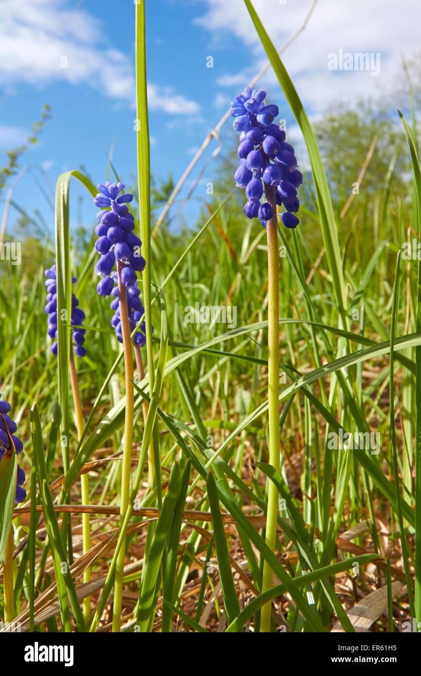 Muscari Botryoides Banque d'image et photos - Alamy