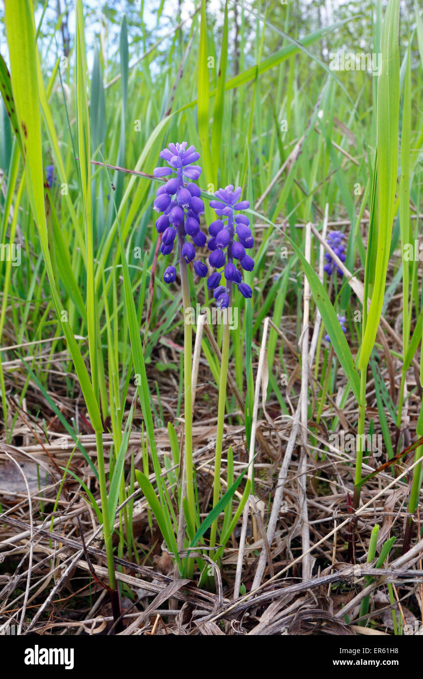 Muscari Botryoides Banque d'image et photos - Alamy