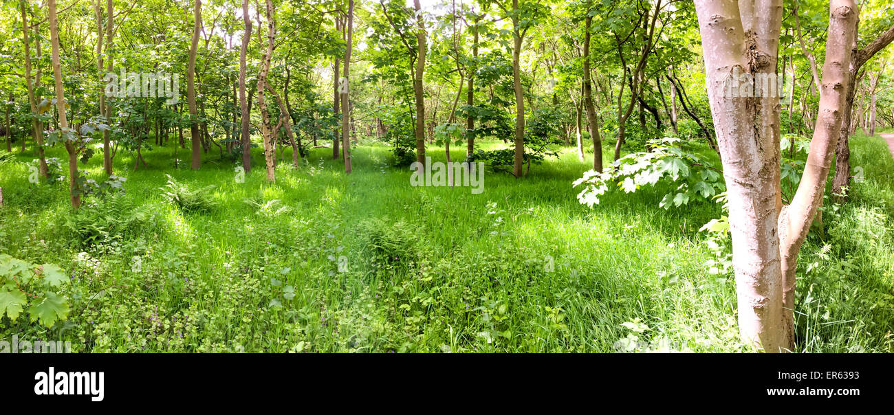 Forêt vierge Banque de photographies et d’images à haute résolution - Alamy