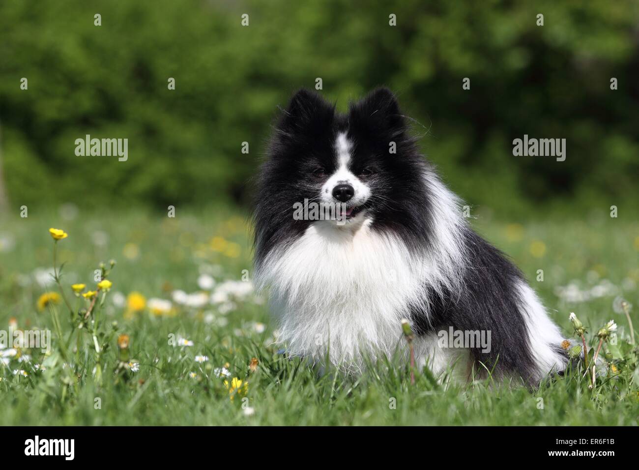 Spitz noir Banque de photographies et d’images à haute résolution - Alamy