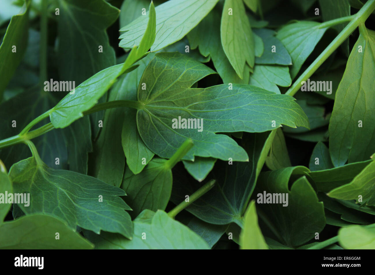 Lovage leaves Banque de photographies et d’images à haute résolution - Alamy
