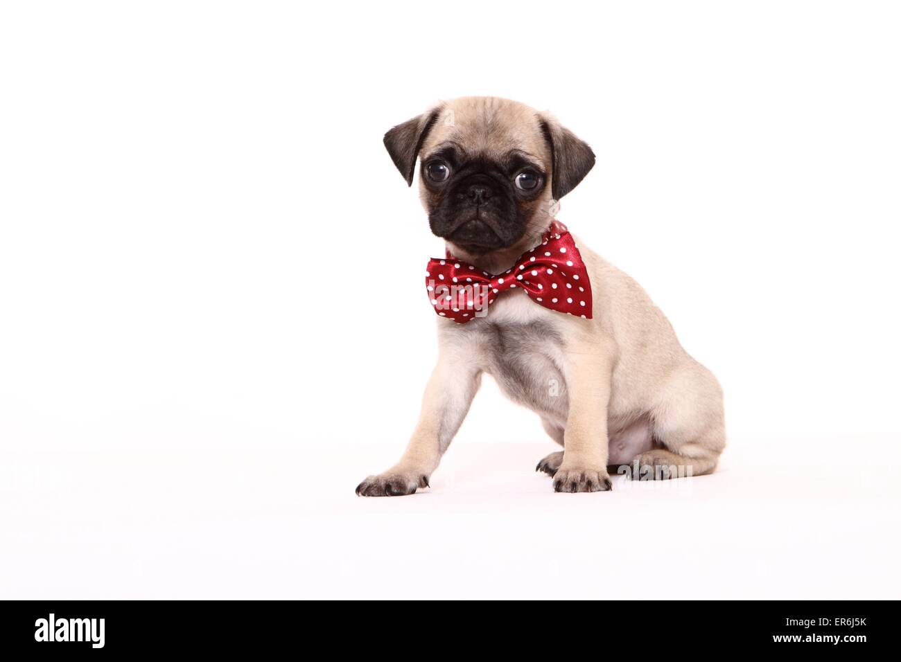 Carlin beige Banque d'images détourées - Alamy