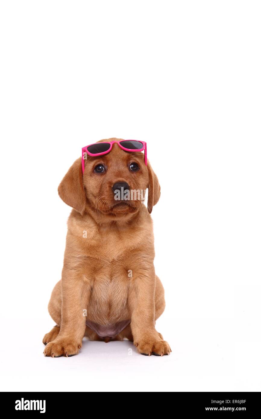 Mignon chiot labrador Banque de photographies et d’images à haute ...