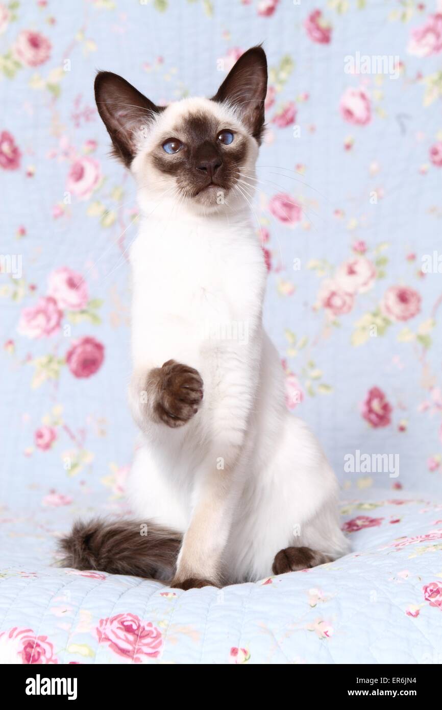 Balinais chat Banque de photographies et d’images à haute résolution ...