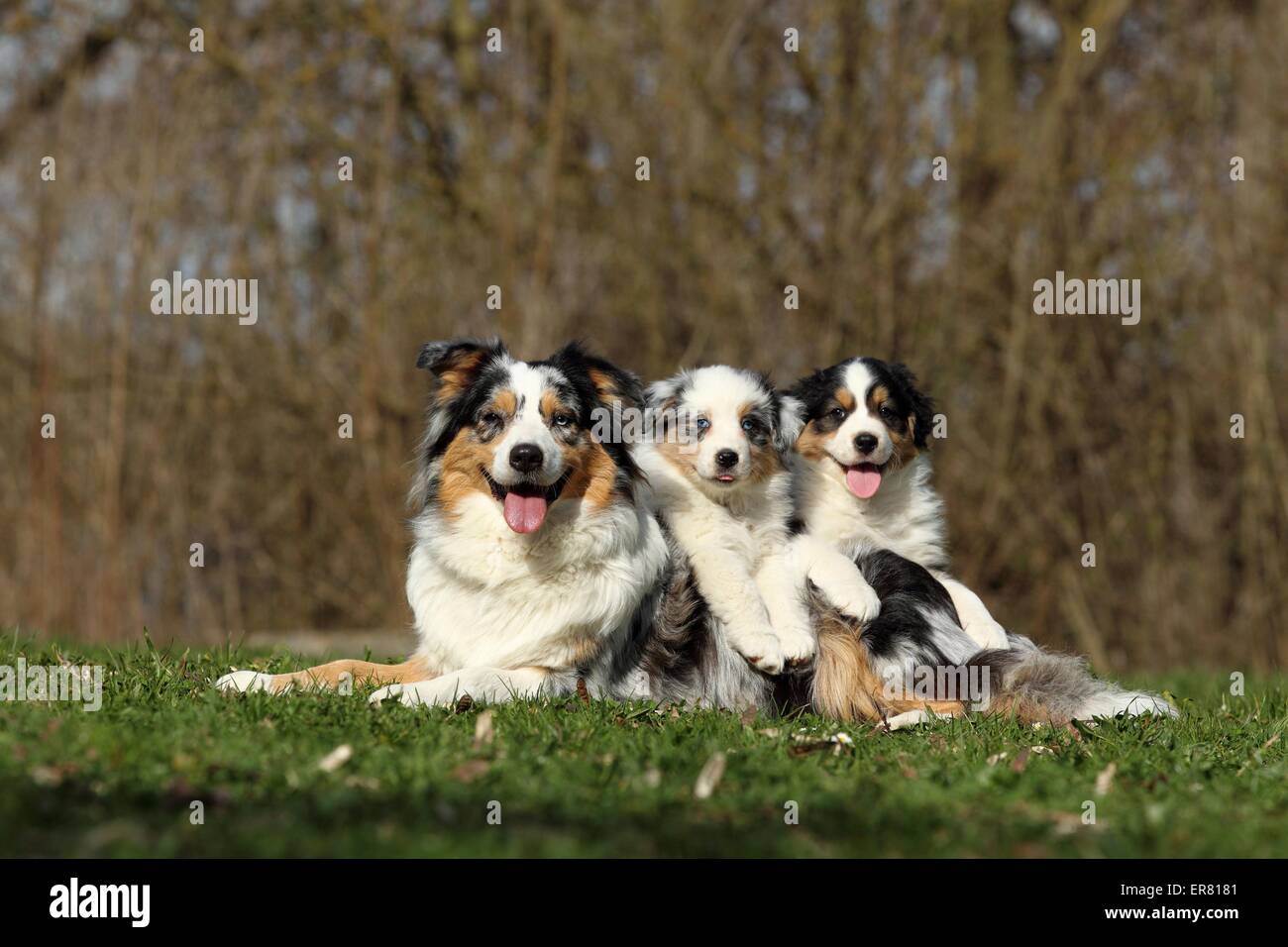 Des bergers Banque de photographies et d’images à haute résolution - Alamy