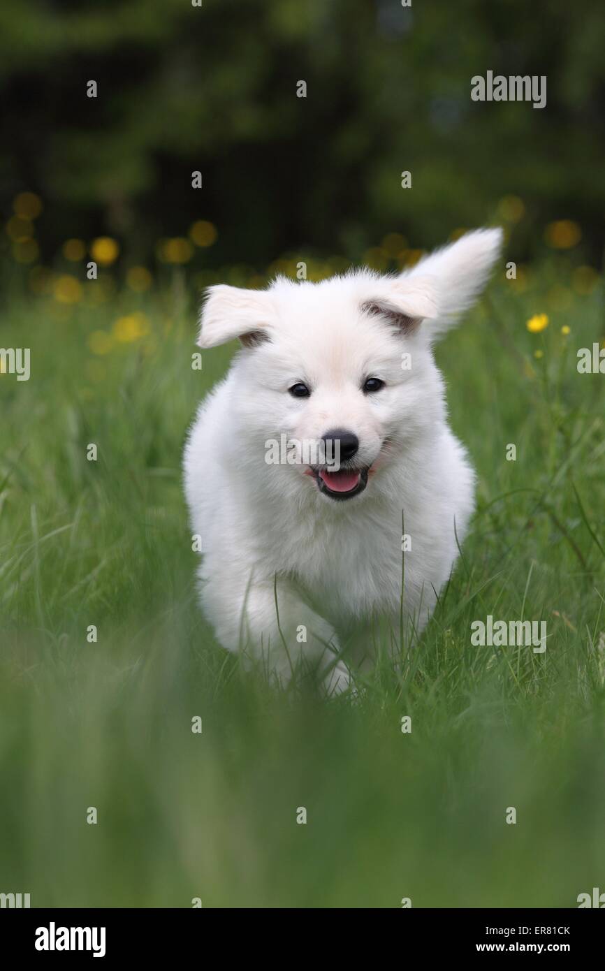 Chiens de berger blancs Banque de photographies et d’images à haute résolution - Alamy