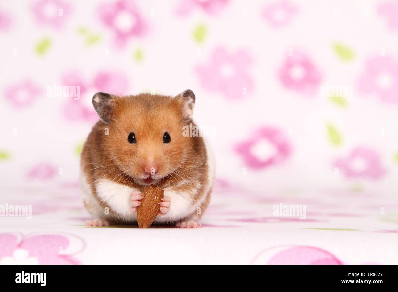 Gold hamster Banque de photographies et d’images à haute résolution - Alamy