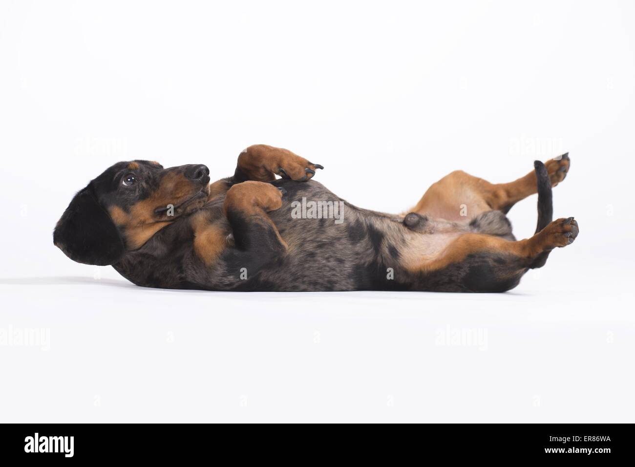 Avait tigre Banque d'images détourées - Alamy