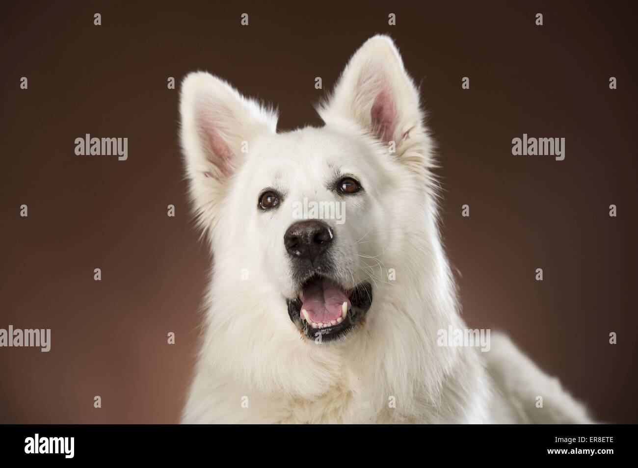 Bergers blancs Banque de photographies et d’images à haute résolution - Alamy