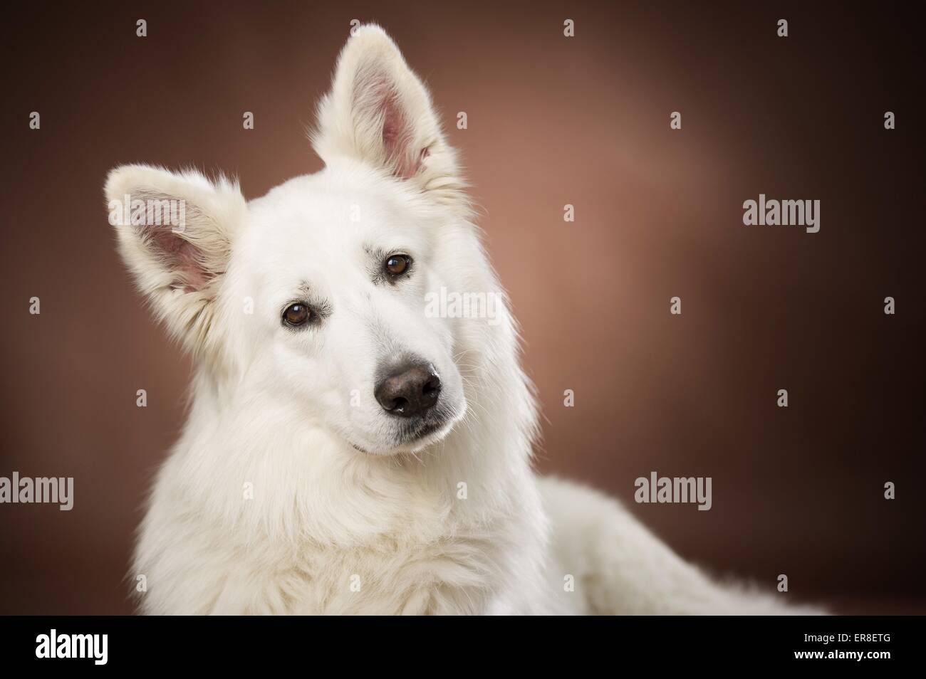 Bergers blancs Banque de photographies et d’images à haute résolution - Alamy