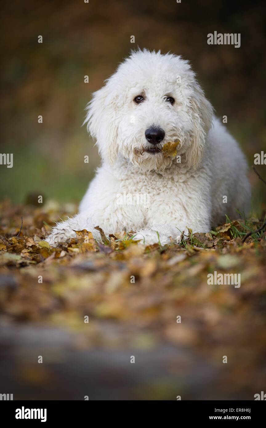 Chien labradoodle blanc Banque de photographies et d’images à haute résolution - Alamy
