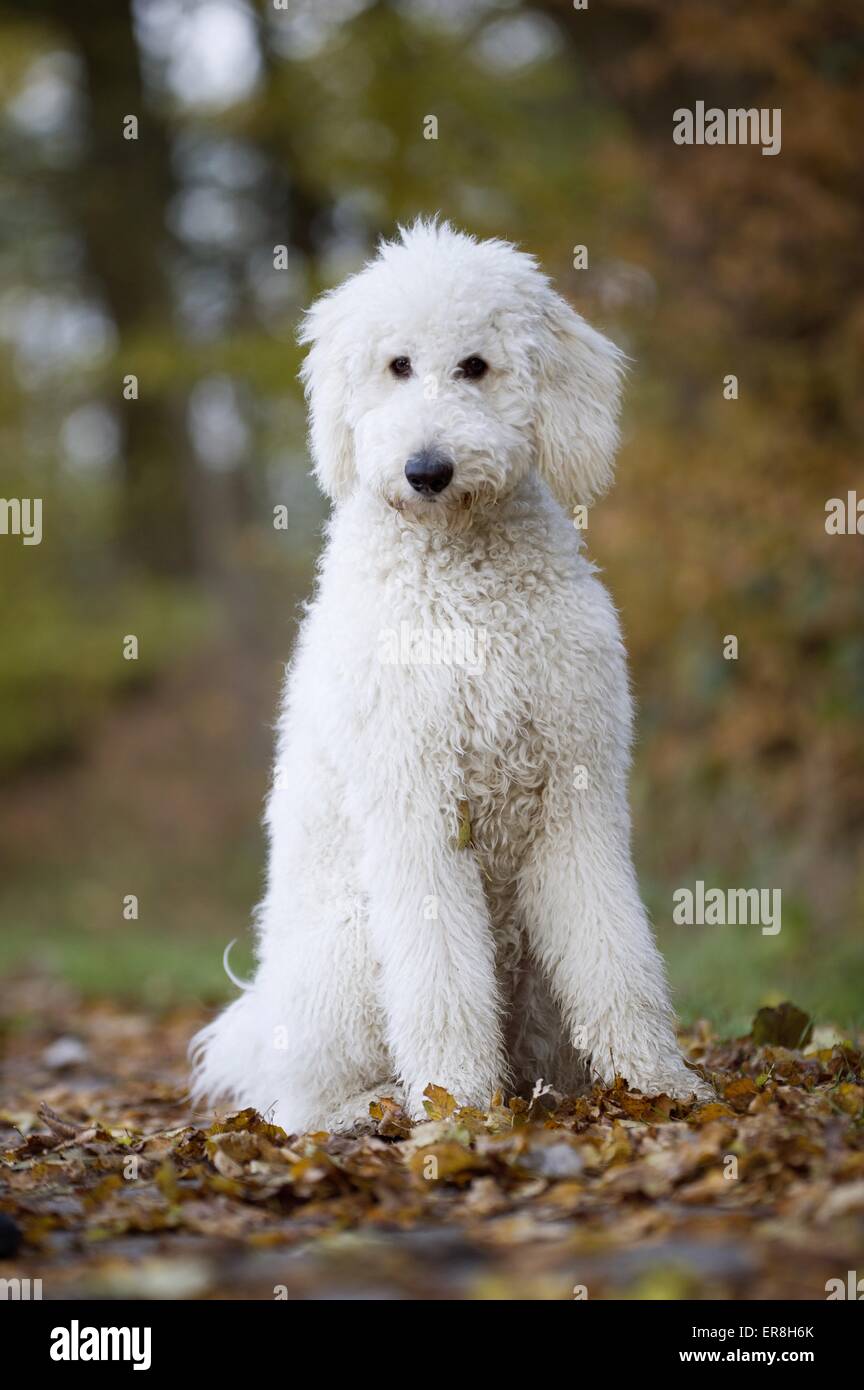 Chiens labradoodle Banque de photographies et d’images à haute ...