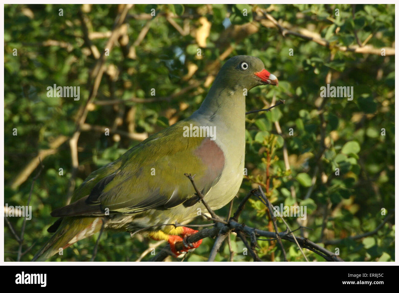 Pigeon vert africain Banque de photographies et d’images à haute ...