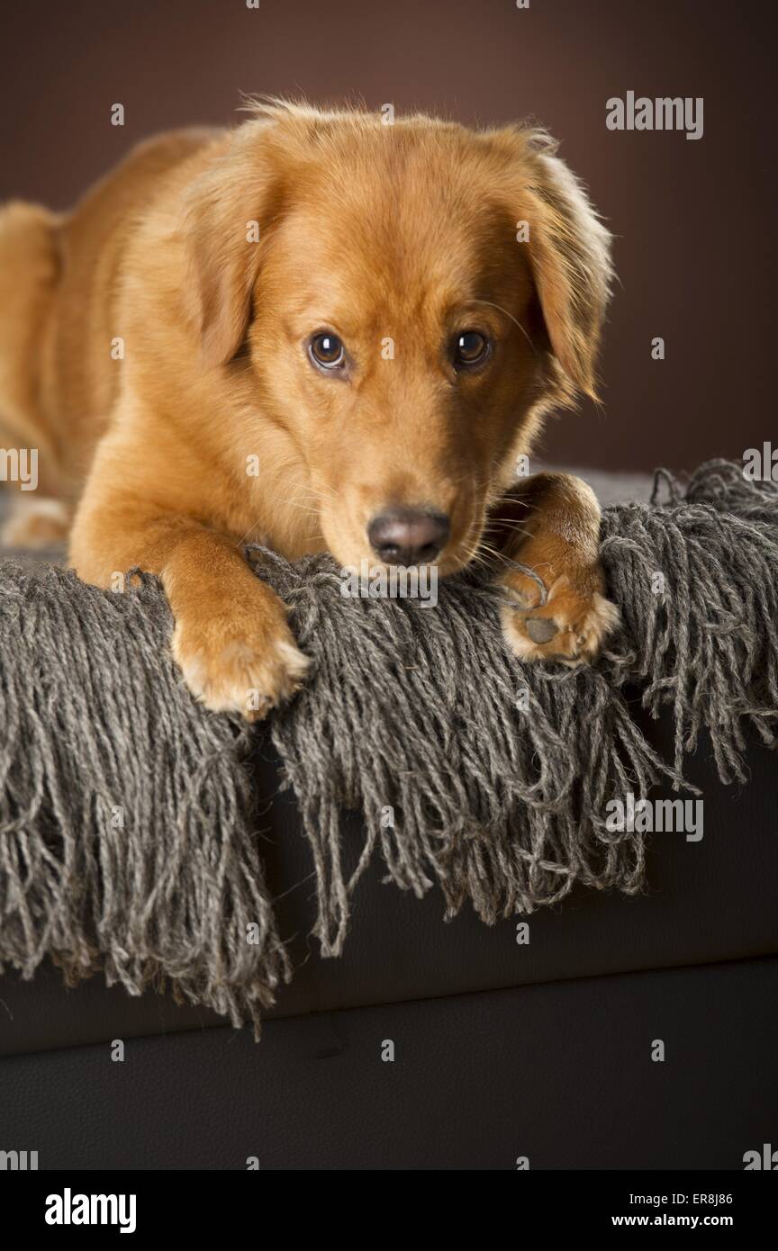 Toller golden retriever Banque de photographies et d’images à haute ...