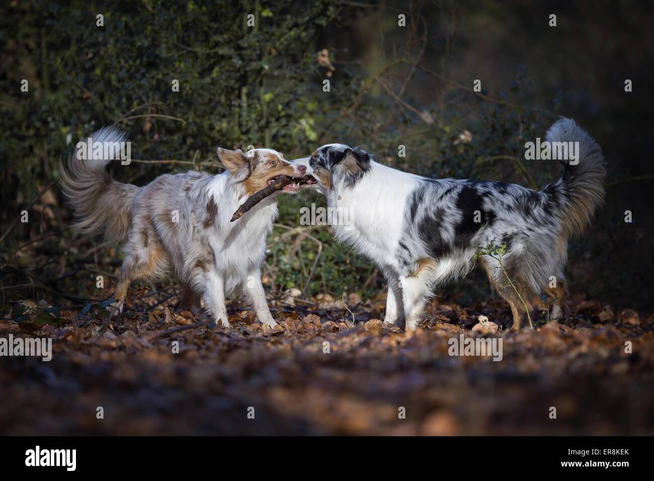 Bâton de bergers Banque de photographies et d’images à haute résolution - Alamy