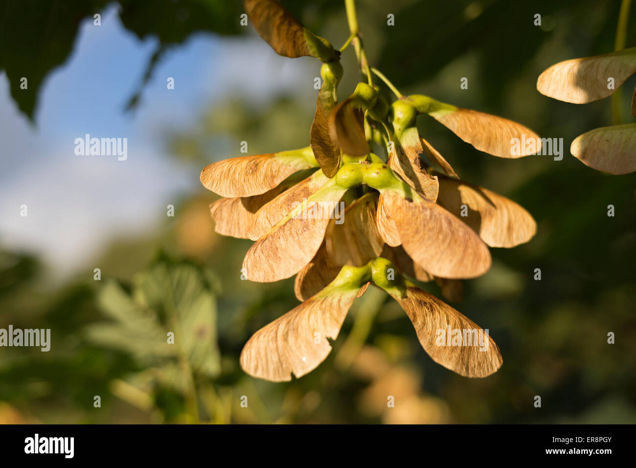 Graines de sycomore Banque de photographies et d’images à haute ...