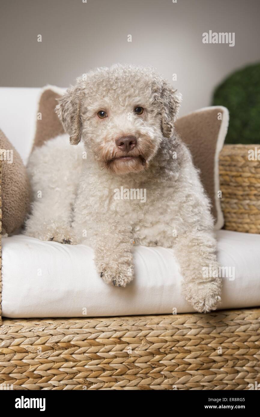 Dog lagotto romagnolo truffle beige Banque de photographies et d’images ...