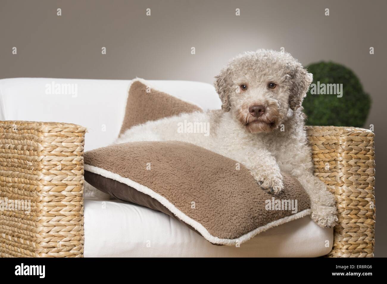 Dog lagotto romagnolo truffle beige Banque de photographies et d’images ...
