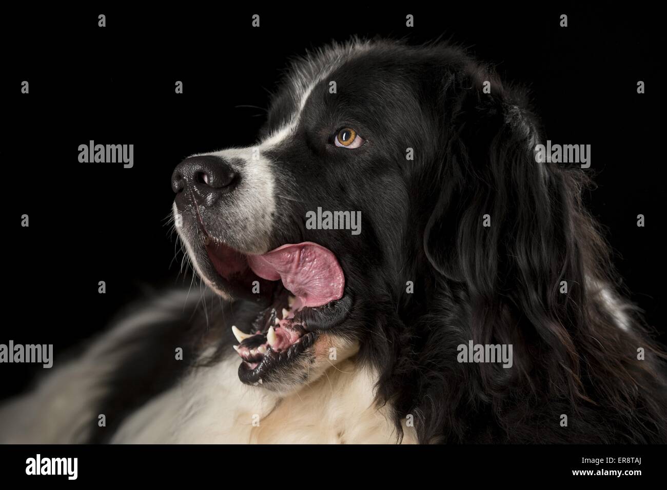 Breed landseer Banque de photographies et d’images à haute résolution ...