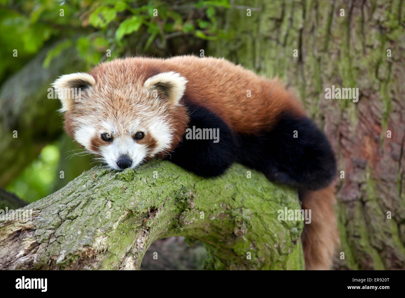 Panda assis sur un arbre Banque de photographies et d’images à haute ...