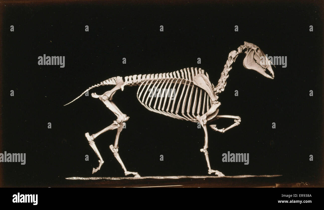 Squelette au sol Banque de photographies et d’images à haute résolution ...