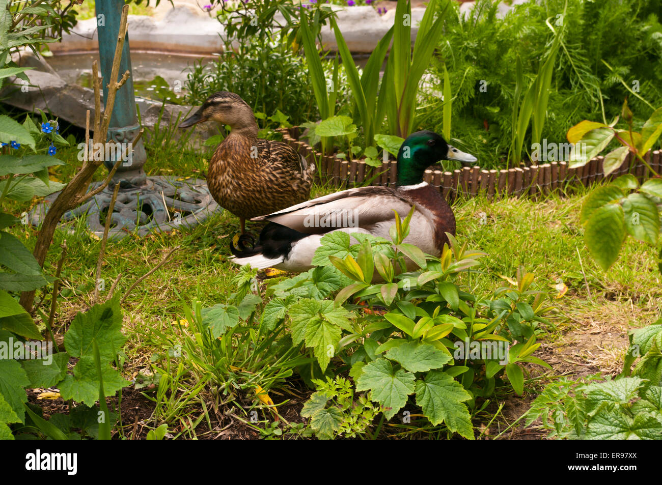 Deux canards colverts femelles Banque de photographies et d’images à haute résolution - Alamy