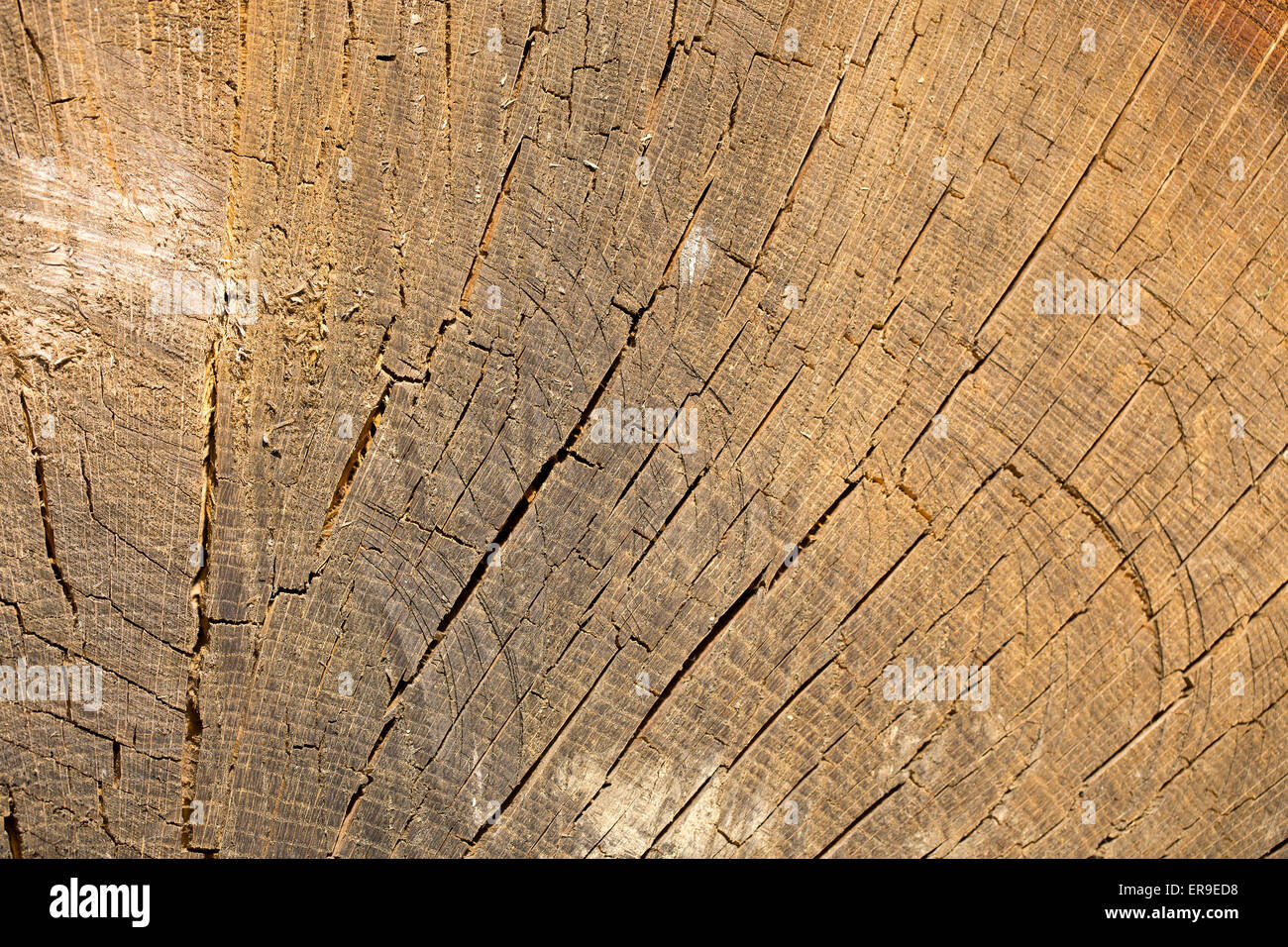 Tranche de tronc d'arbre Banque de photographies et d’images à haute ...