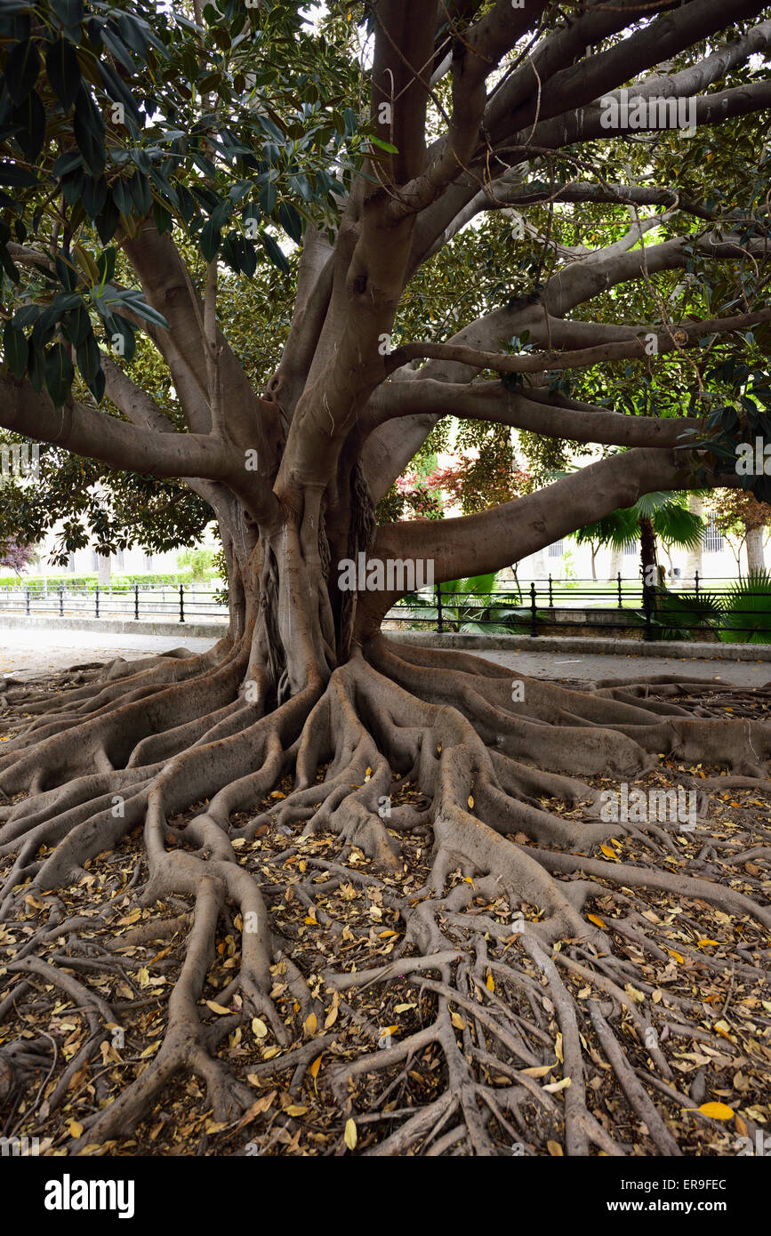 Grand arbre à caoutchouc Ficus elastica dans le groupe Banyan de figues ...