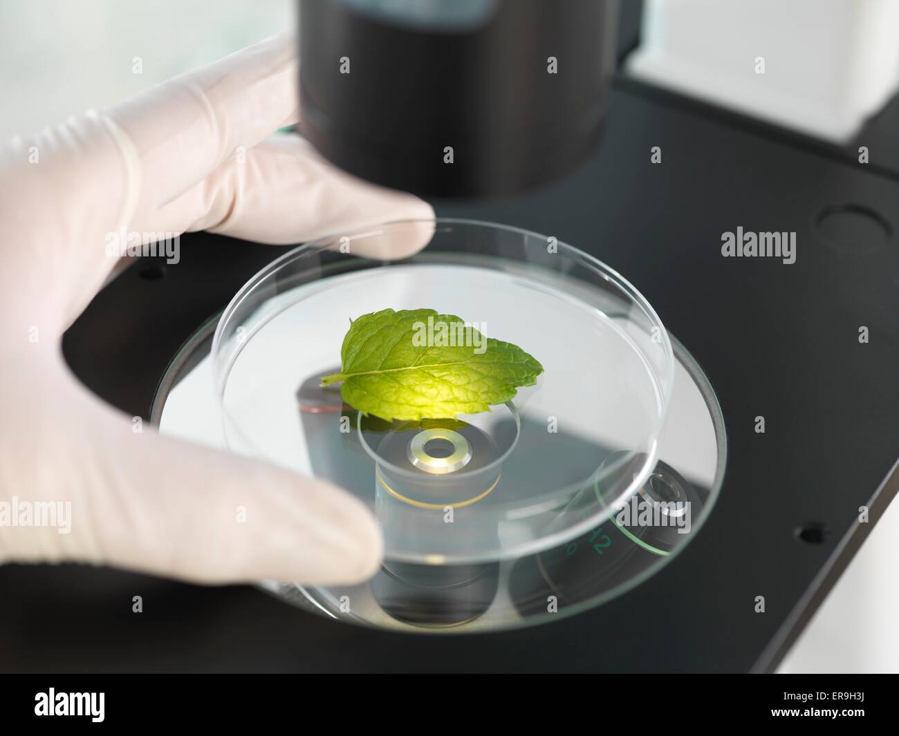 Plant leaf in petri dish under microscope Banque de photographies et d ...