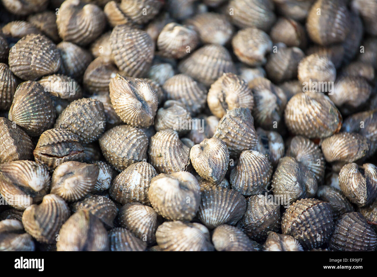 Coques de mer palourdes Banque de photographies et d’images à haute ...