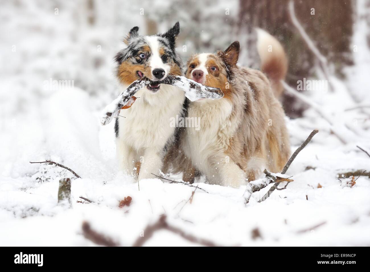 Bâton de bergers Banque de photographies et d’images à haute résolution - Alamy