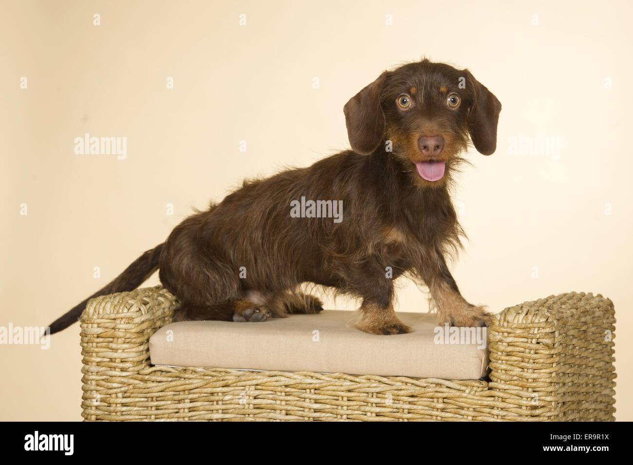Teckel assis aux cheveux bruns Banque de photographies et d’images à ...
