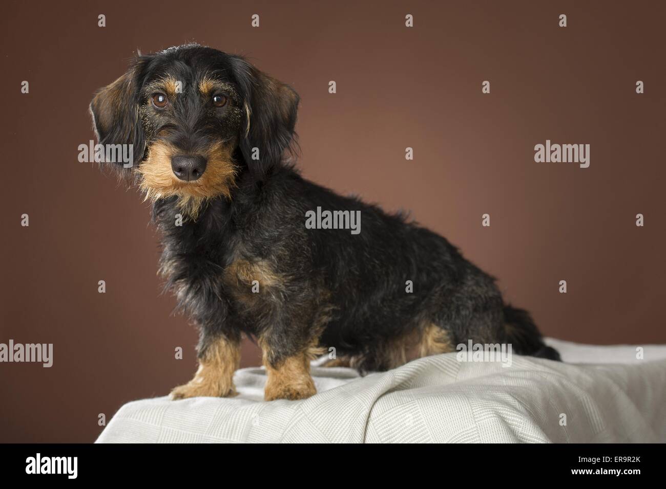 Teckel assis aux cheveux bruns Banque de photographies et d’images à ...