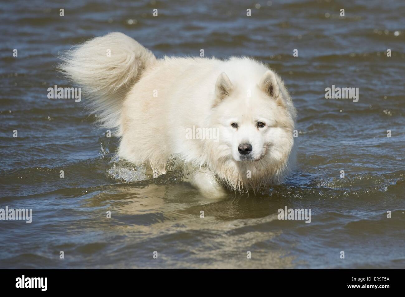 Pedigree samoyed Banque de photographies et d’images à haute résolution ...