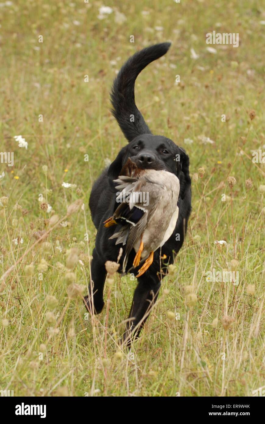 Le canard labrador Banque de photographies et d’images à haute ...