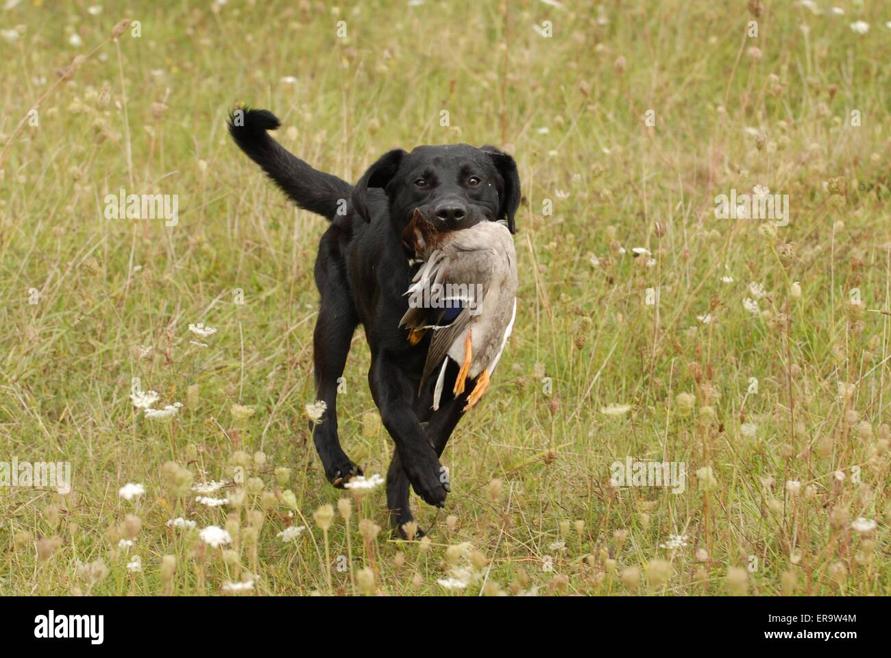 Le canard labrador Banque de photographies et d’images à haute ...