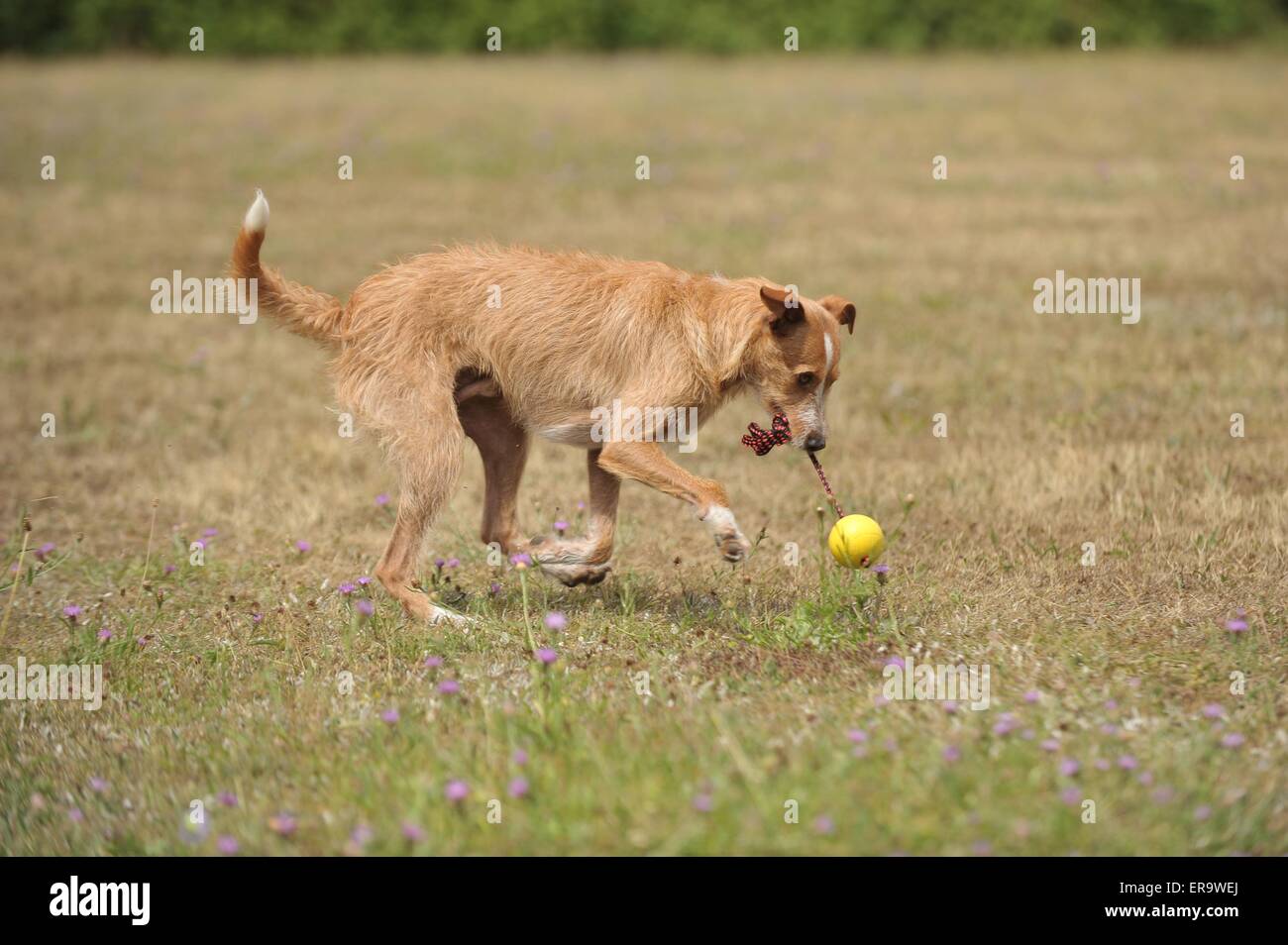 Male mongrel Banque de photographies et d’images à haute résolution - Alamy