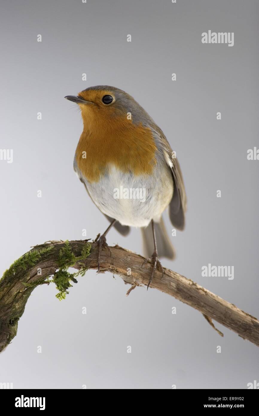 Robin redbreasts Banque de photographies et d’images à haute résolution ...