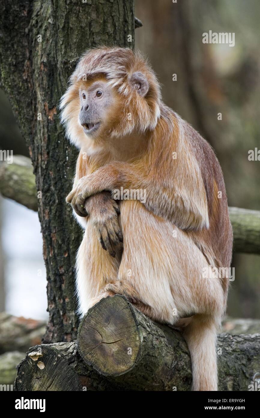 Javan Banque de photographies et d’images à haute résolution - Alamy