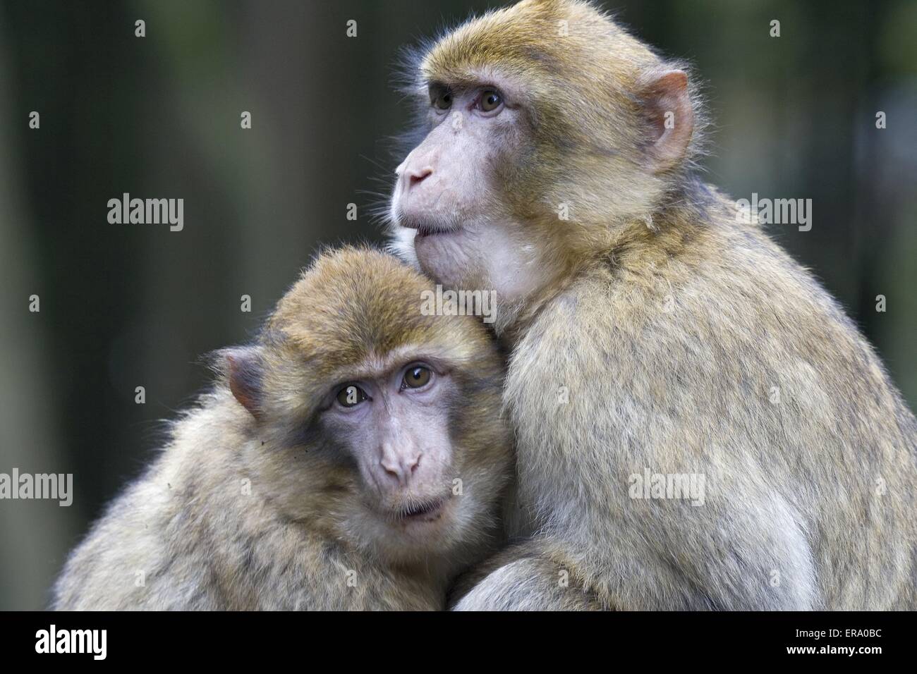 Poux le singe Banque de photographies et d’images à haute résolution ...