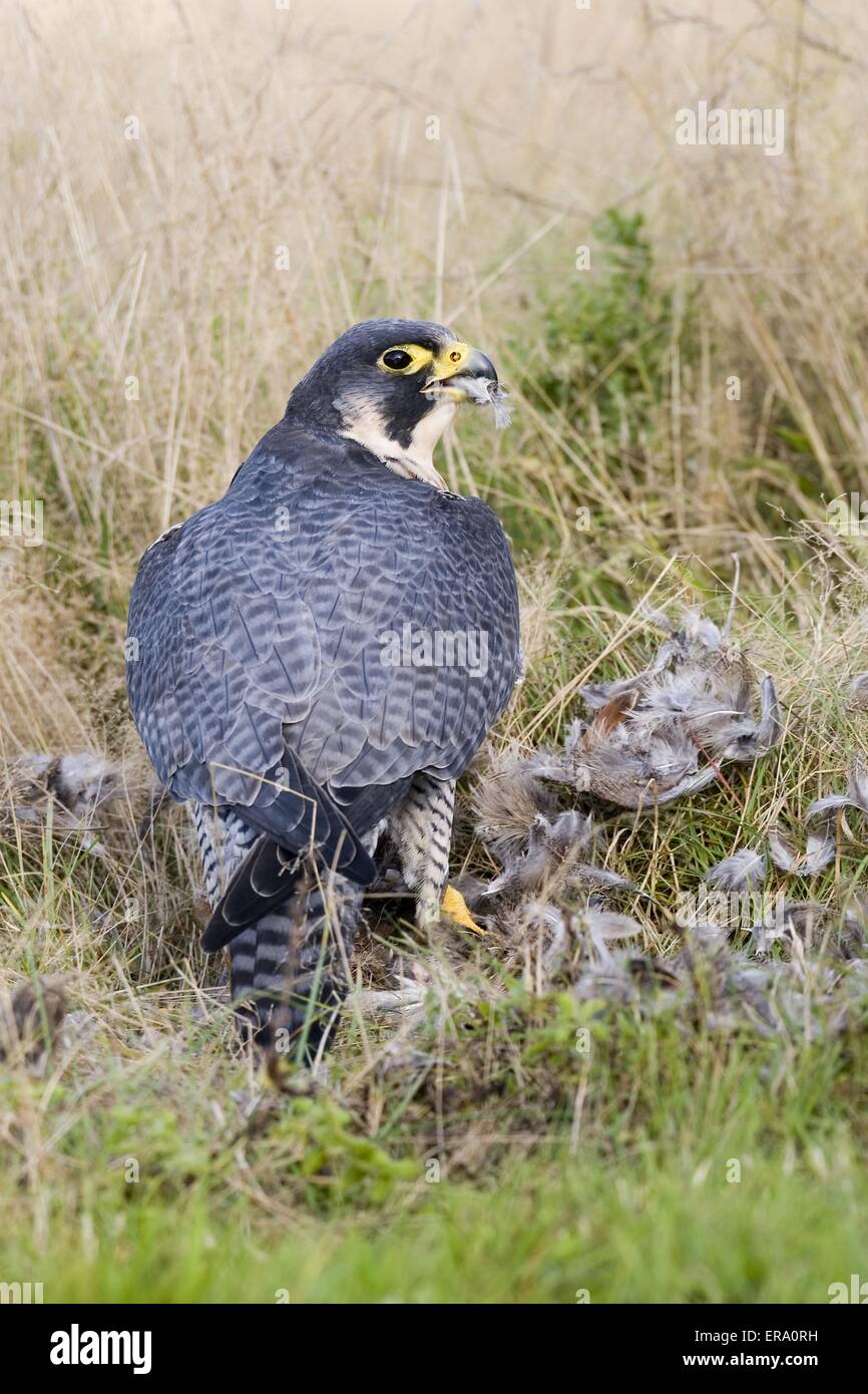 Duck bills Banque de photographies et d’images à haute résolution - Alamy